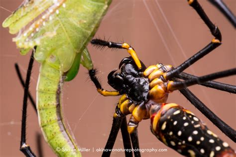 Gigantic Banana Spiders On Okinawa By Shawn Miller Okinawa Nature