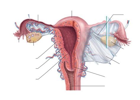 Diagram Of Female Reproductive Tract Quizlet Diagram Of Female Reproductive Tract Quizlet