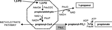 Model For 1 2 Propanediol Degradation By S Enterica Coenzyme B 12 Download Scientific