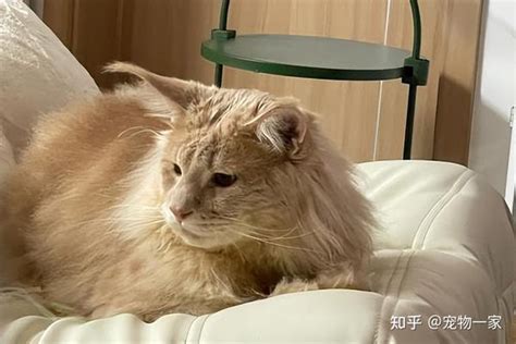 缅因猫毛发干枯无光泽怎么办 这8招了解一下 知乎