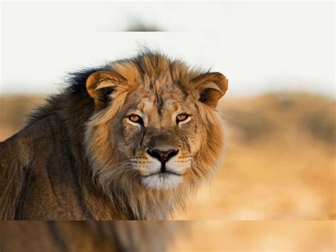 Dream Astrology जल्द ही अमीर बनने के संकेत देते हैं ये 5 सपने बनेंगे