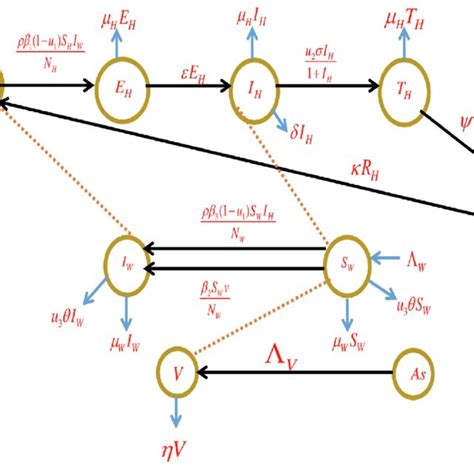 Buruli Ulcer Model Diagram Download Scientific Diagram