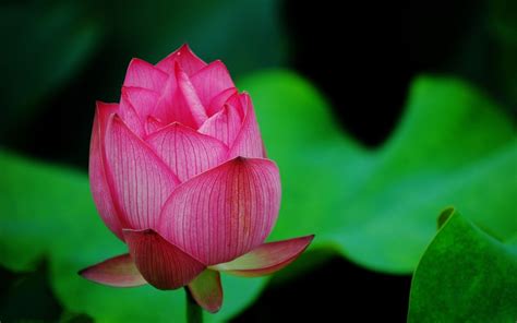 Pink Lotus 4k Wallpapers Top Free Pink Lotus 4k Backgrounds