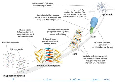 What Protein Is In Spider Silk At James Urbina Blog