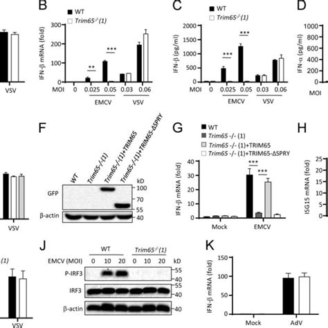 Emcv Induced Mda5 Oligomerization Depends On Trim65 A And B Confocal