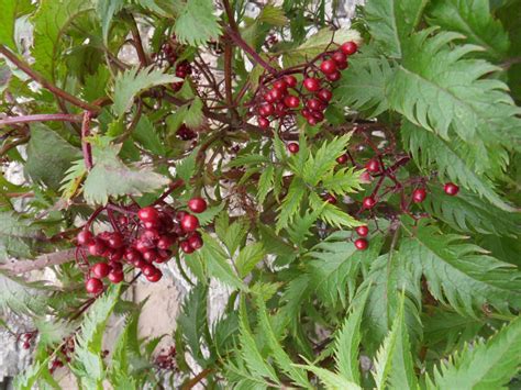 Sambucus Interspecific Hybrid Genesis Plant Marketing Ltd