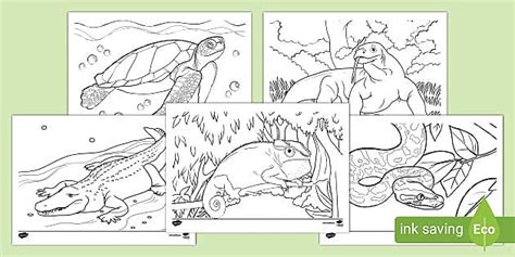 Reptile Colouring Teacher Made Twinkl