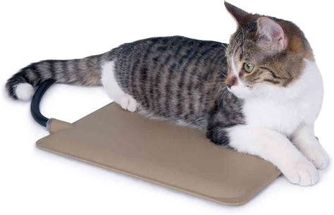 Best Heating Pads For Cats With Arthritis The Cat Space