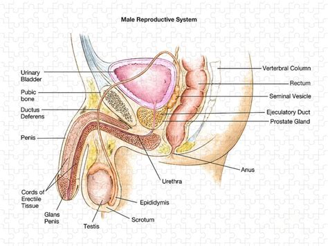 Colorful Male Reproductive System Diagram Reproductive System Male