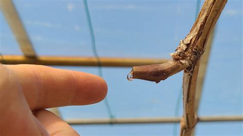 포도나무 가지치기 후 물이 뚝뚝 이대로 괜찮은가 Youtube