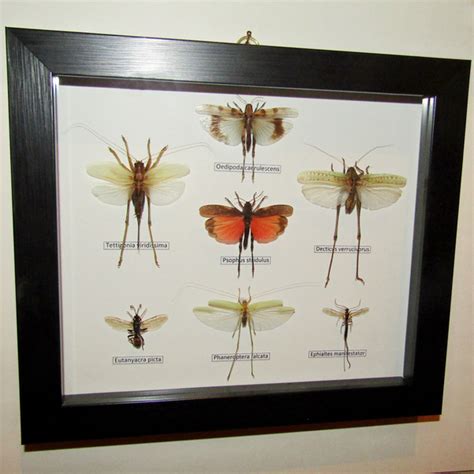 Украшение подвесное интерьерное Кобылки в рамке купить по доступным ценам в интернет магазине