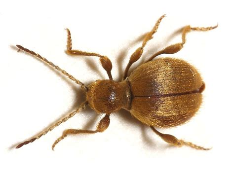 Spider Beetle