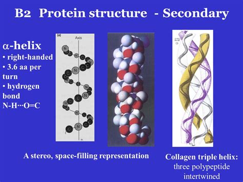 Alpha Helix Right Handed