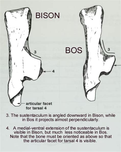 Mammal Calcaneum Fossil Id The Fossil Forum