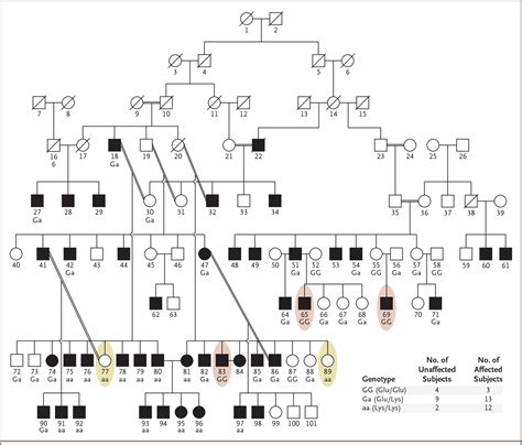 Figure 2 From Mutations In The Lysosomal Enzyme Targeting Pathway And Persistent Stuttering