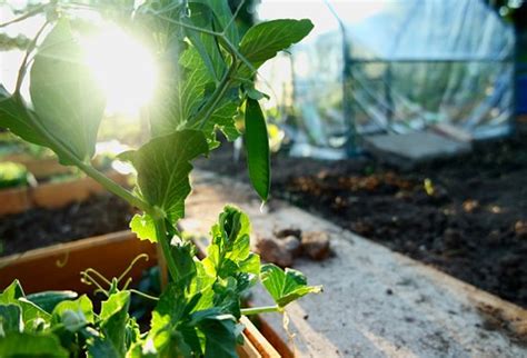 グリンピースのプランター栽培どうやるの 野菜大図鑑