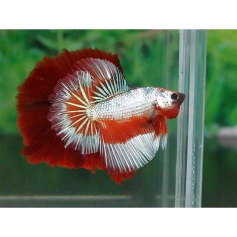 Jual Berkah Halmon Remaja Siz Shopee Indonesia