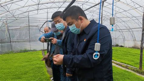 农业废弃物如何再利用？来看农垦科学院的创新举措育秧技术试验基地