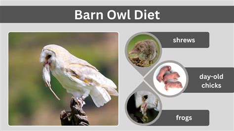 Barn Owl Diet What Do Barn Owls Eat And How They Hunt