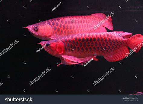 4 Imagens De Siluk Merah Imagens Fotos Stock E Vetores Shutterstock