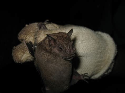 Flat Faced Fruit Eating Bat From Hacienda Santa Barbara Maceo On May 25 2008 By Sergio Solari