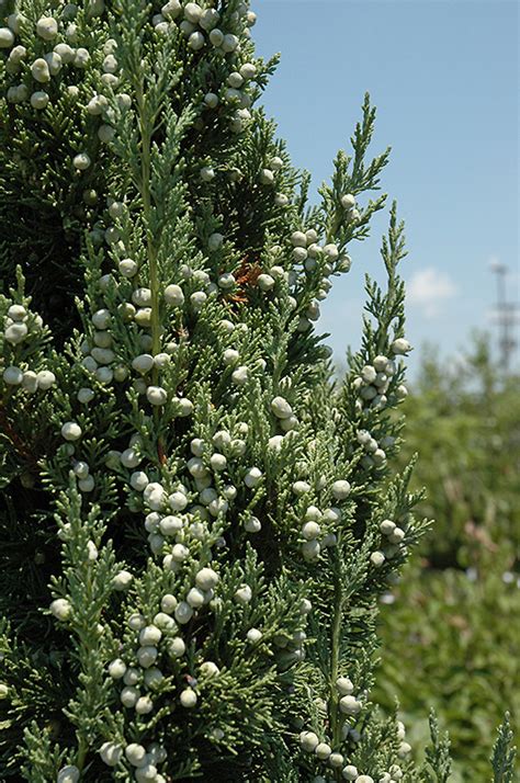 Trautman Juniper Juniperus Chinensis Trautman In Columbus Dublin