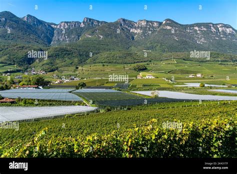 Apple Growing Area And Wine Growing In The Adige Valley South Tyrol