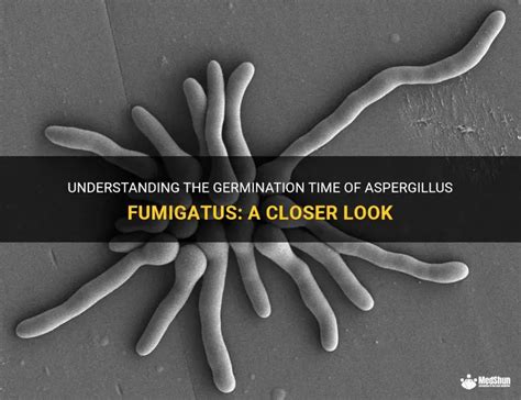 Understanding The Germination Time Of Aspergillus Fumigatus A Closer Look Medshun