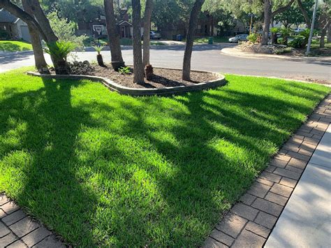 How To Grow Grass Under Trees The Grass Outlet