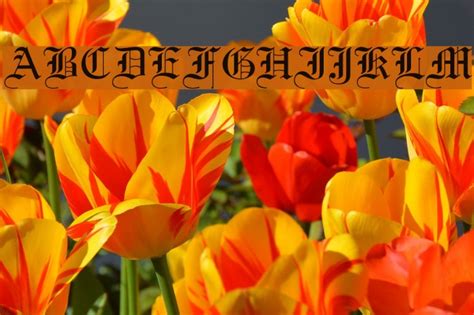Certificate Font