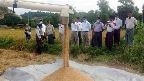 မြိတ်မြို့၌ မျိုးကောင်းမျိုးသန့်စပါးများ စိုက်ပျိုးထုတ်လုပ်နိုင်ရေးအတွက