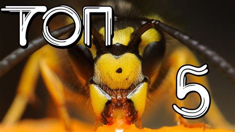 ТОП 5 самых опасных насекомых Самые ядовитые насекомые в мире Youtube