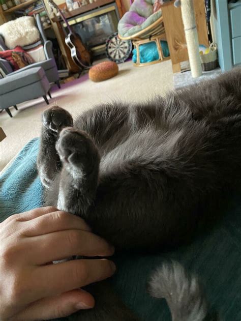 40 Of The Cutest “kitty Cankles” Every Cat Lover Will Perhaps Admire