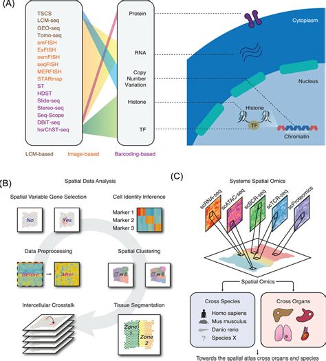 Exploring Spatial Insights With Excelra S Transcriptomics Solutions