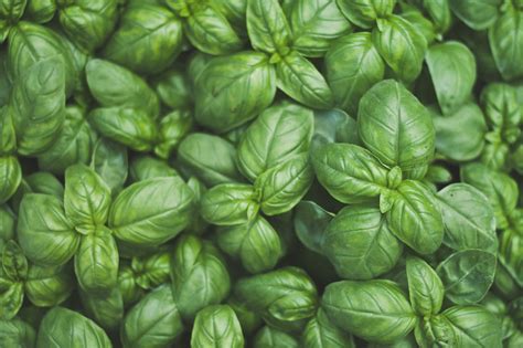 Basil Sweet Genovese Seeds Ocimum Basilicum Justseed