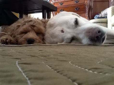 Floyd A Cockapoo Puppy And His Big Brother Gunner Curious Puppies