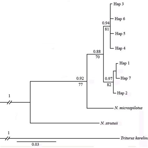 A Majority Rule Consensus Tree Of Haplotypes Of D Loop Sequences For N Download Scientific