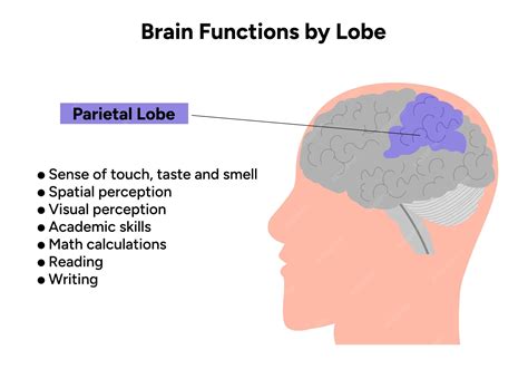 Premium Vector Brain Functions By Lobe Parietal Lobe
