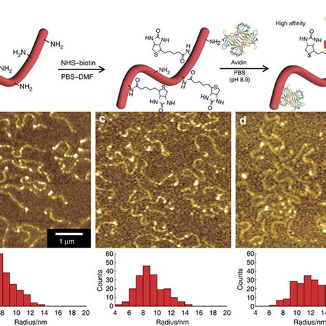 Haba Assay For Streptavidin Detection Download Table