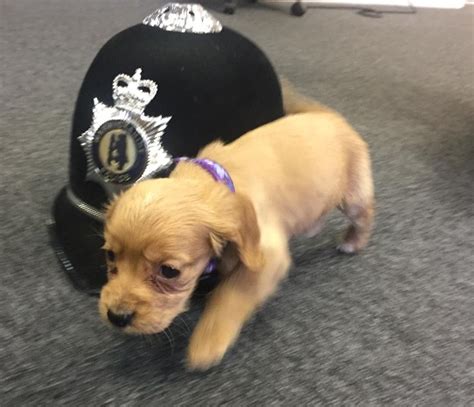 Poca The Cocker Begins Her Police Journey Warwickshire Police