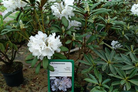 Рододендроны в Дании, Rhododendron-Haven - Flora Passionis