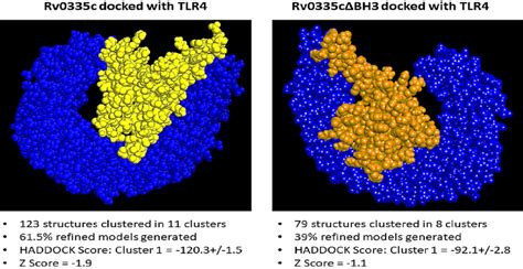 Molecular Docking Of Rv0335crv0335cΔcterm Proteins With Tlr4 Haddock