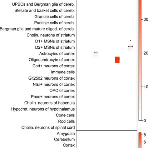 Enrichment Of Brain Regional And Cell Type Markers In Caudate Modules