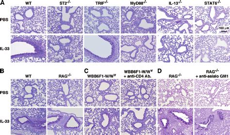 Il 33 Induced Il 13 Dependent Goblet Cell Hyperplasia C57bl6 Wt
