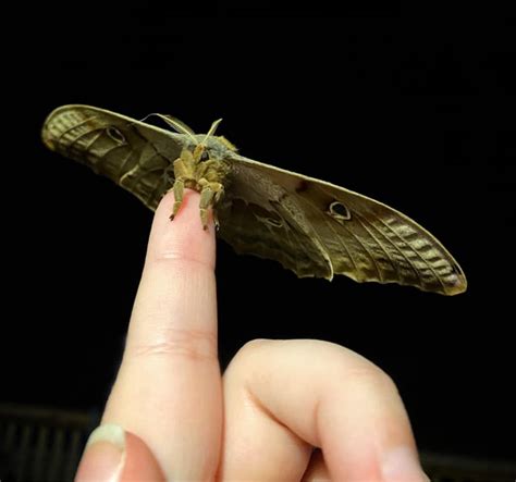 Cute Polyphemus Moth I Befriended Rnatureisfuckingcute