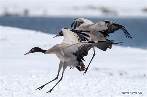Black Necked Cranes Seen In Sw China People S Daily Online