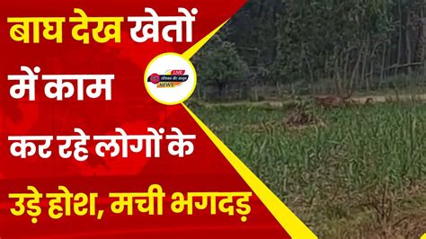 बाघ देख खेतों में काम कर रहे लोगों के उड़े होश मची भगदड़ Youtube