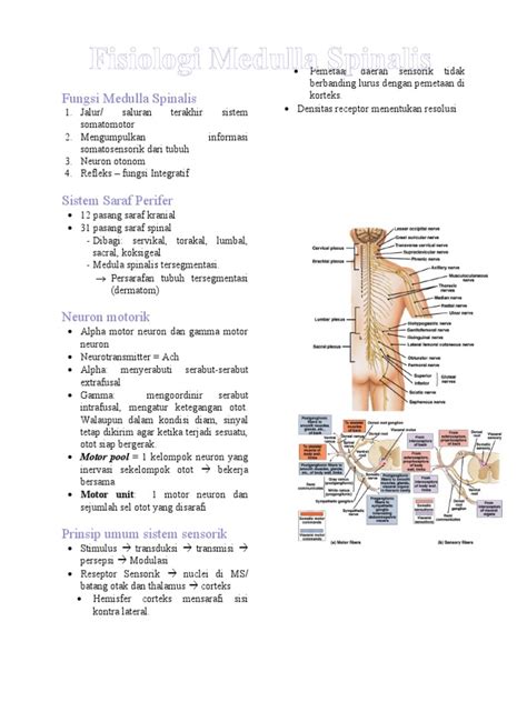 Fisio Fungsi Medulla Spinalis Pdf
