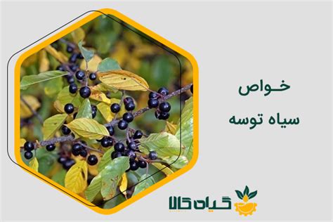 فواید و خواص سیاه توسه [کامل ترین مقاله آپدیت 1402]