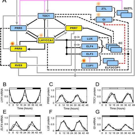 Core Of The Arabidopsis Circadian Clock A Regulatory Circuits Of